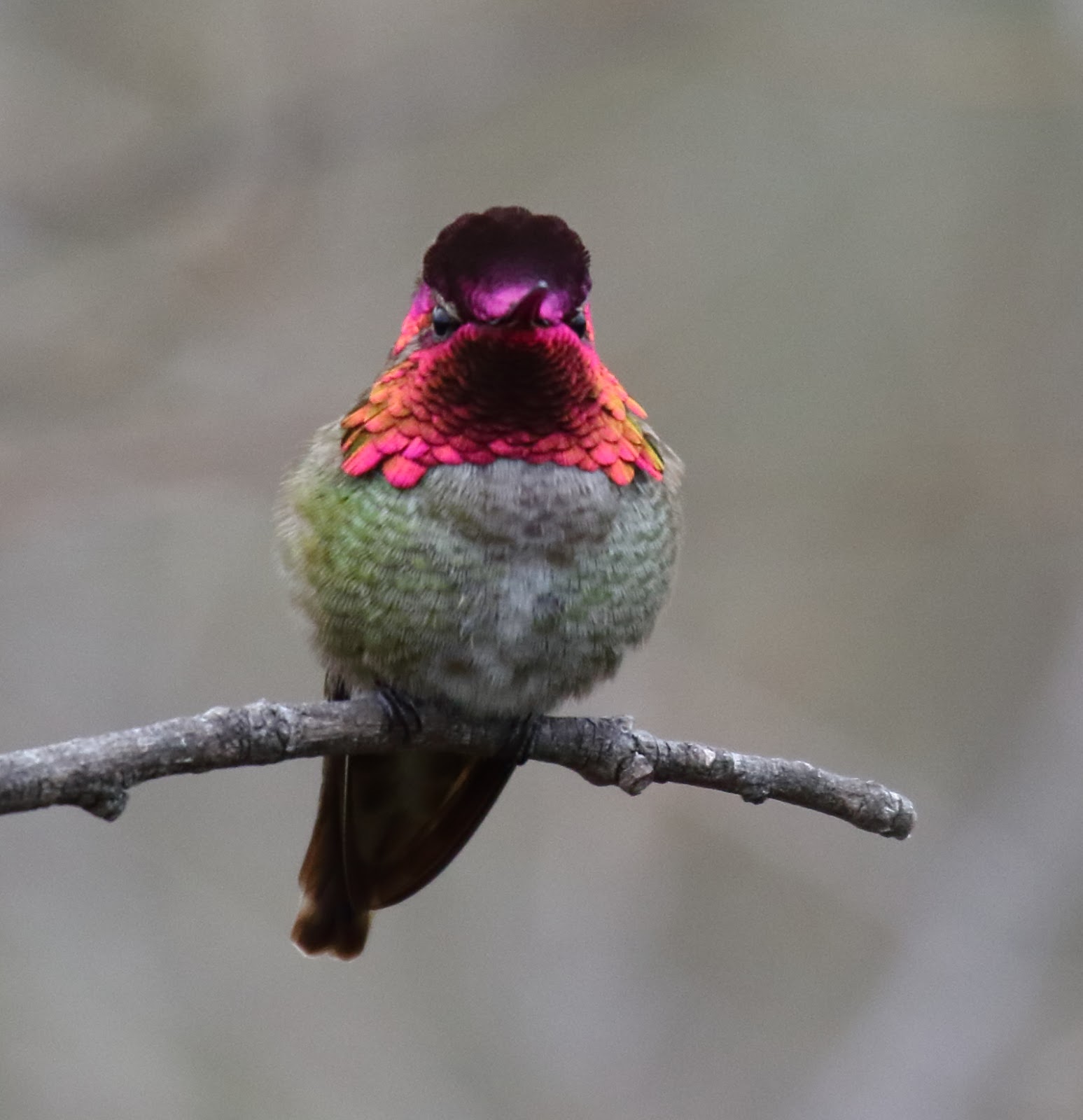 Throat-on-fire: Anna's Humminbird at Lake Hodges - Greg in San Diego
