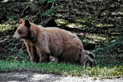 Cinnamon Bear | The Life of Animals