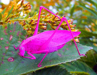Mind Blown: Shocking Pink Bug