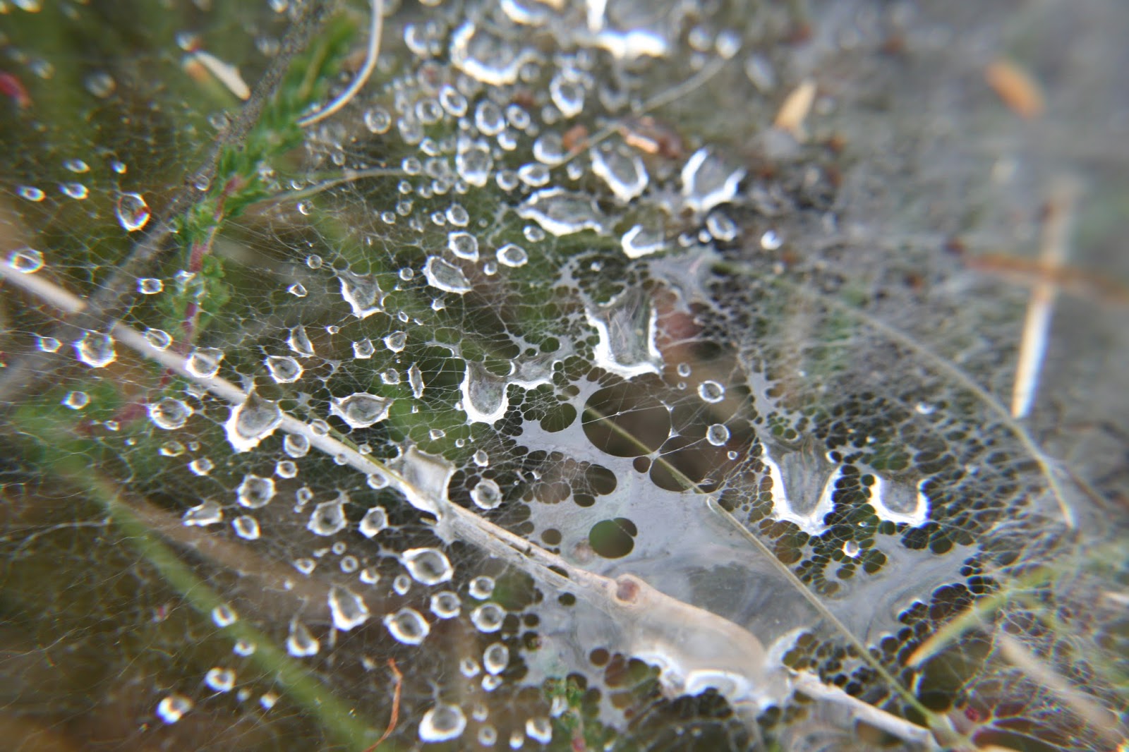 Natuurfotografie-Anita's-Art: Trechterweb van de trechterspin ( Agelanida)