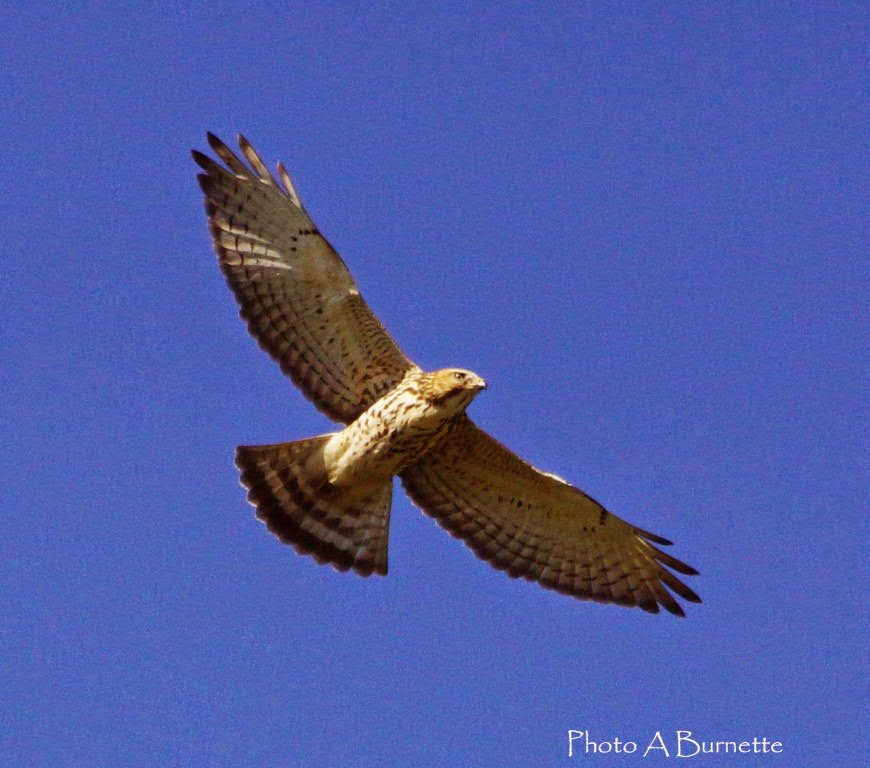 The Raptor Center: Raptor Migration Across the Country