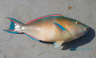 Parrotfishes (Scaridae) - Talk About Fish