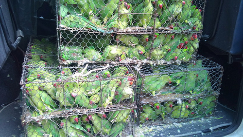 Parrot talk: The Illegal Parrot Trade