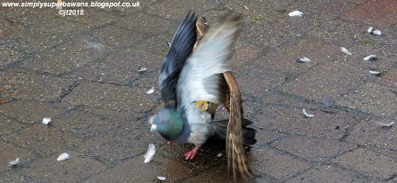 Simply Superb Swans: Sparrowhawk Drowns Pigeon