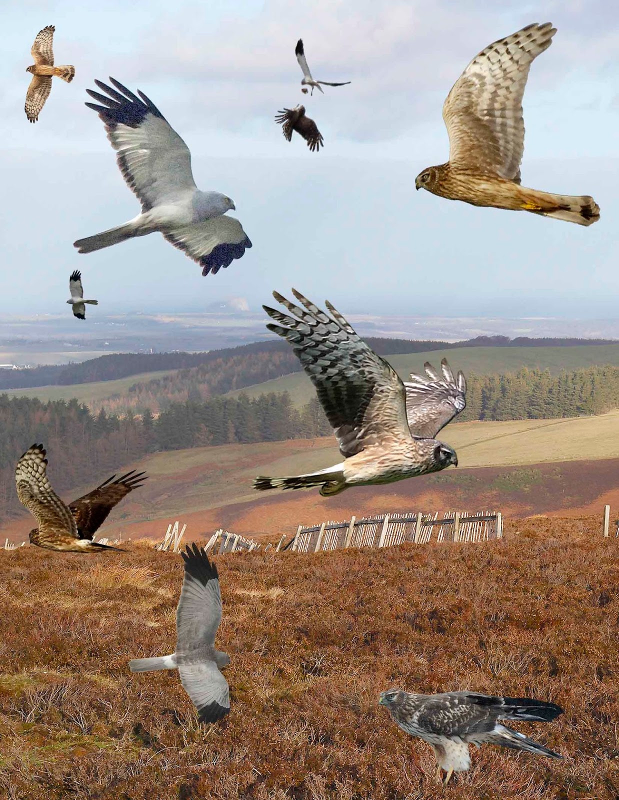 Another Bird Blog: Harrier News