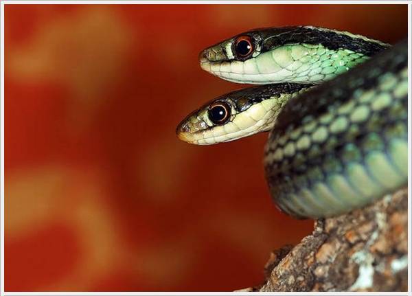 Snakes in the world: Rare 2 Headed Snakes