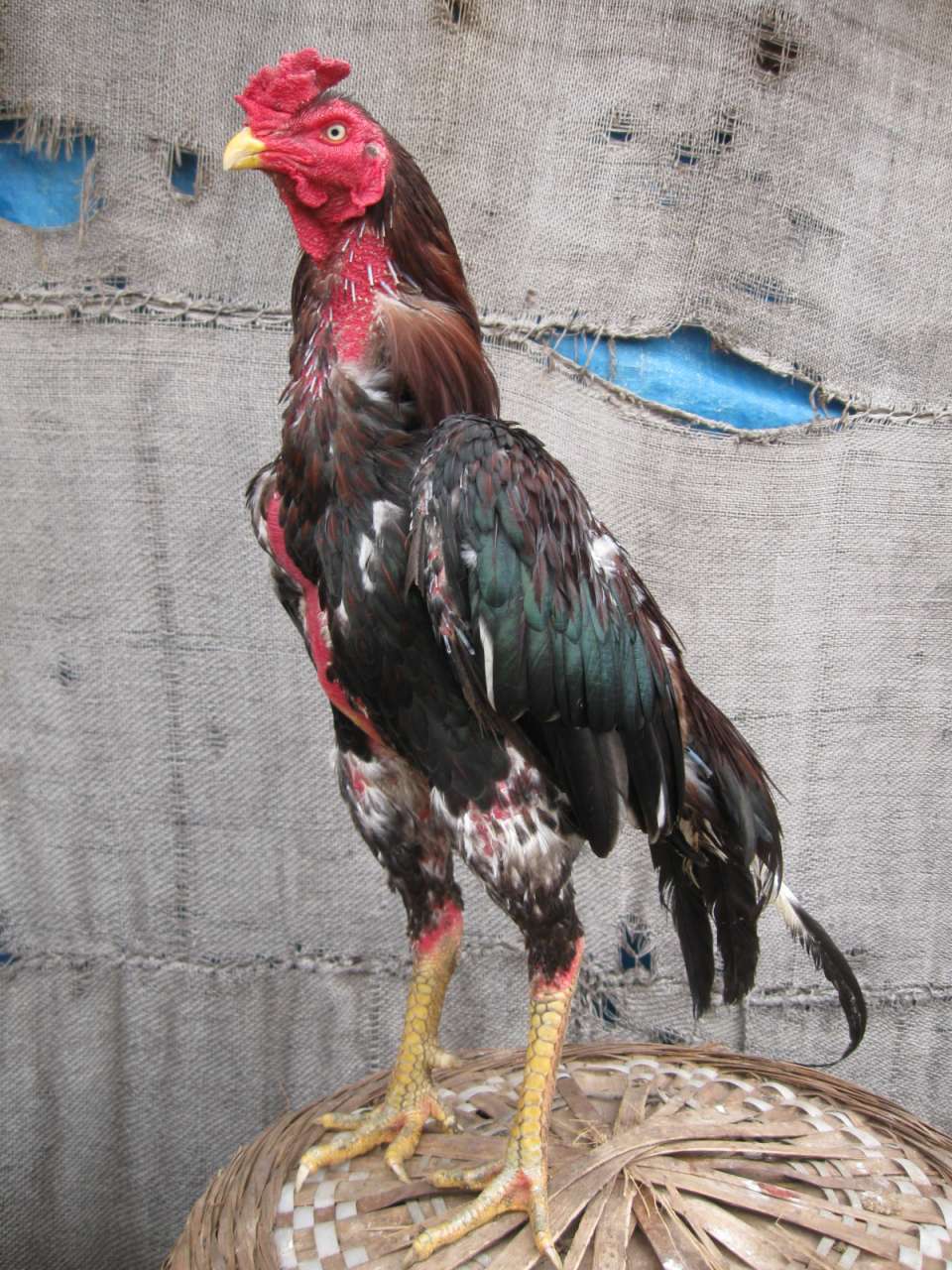 KING GHAZI: Indian Asil