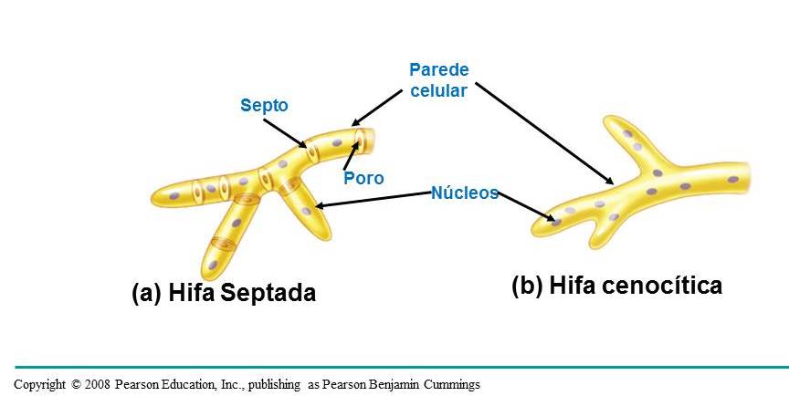 Fofurinhas Biológicas: REINO FUNGI (I): ESTRUTURA CORPÓREA