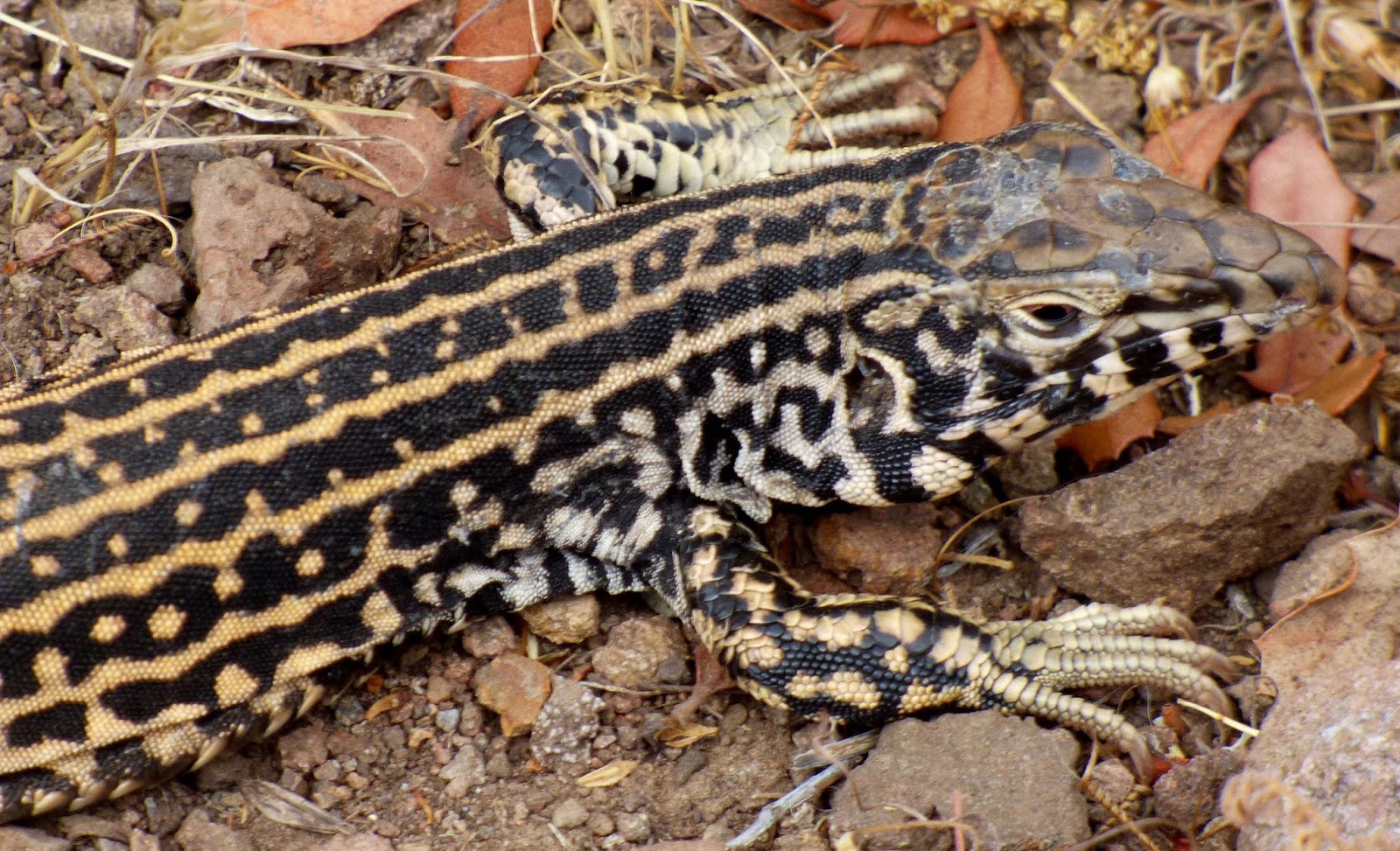 The Malibu Post: Living with Lizards