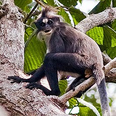 BERITA KALIMANTAN: Lutung Kalimantan (Presbytis frontata)