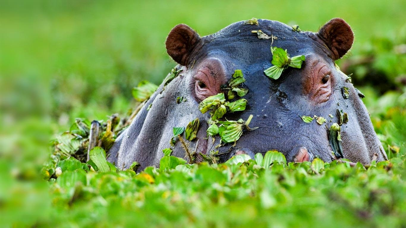 Genetics and Beyond: The Puffins's Lair - Sweat of the hippos
