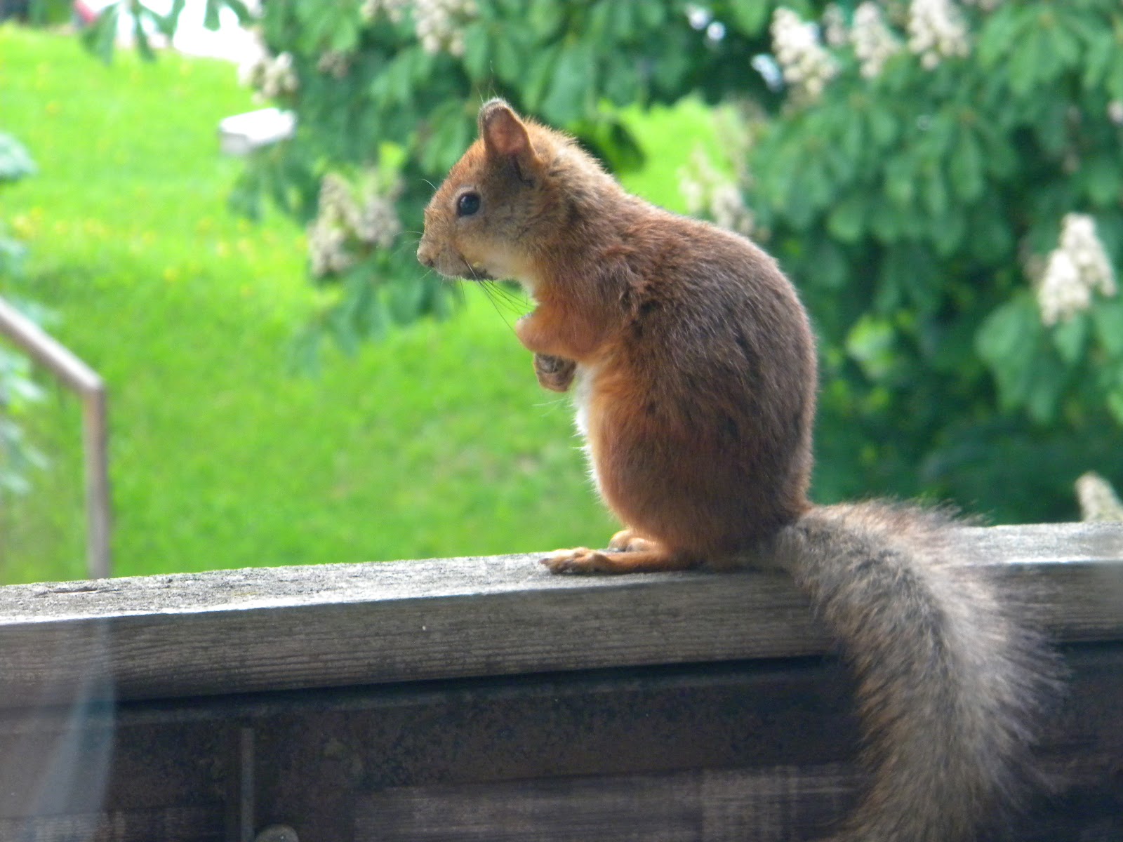 guruloom: Suvine orav / Summer squirrel