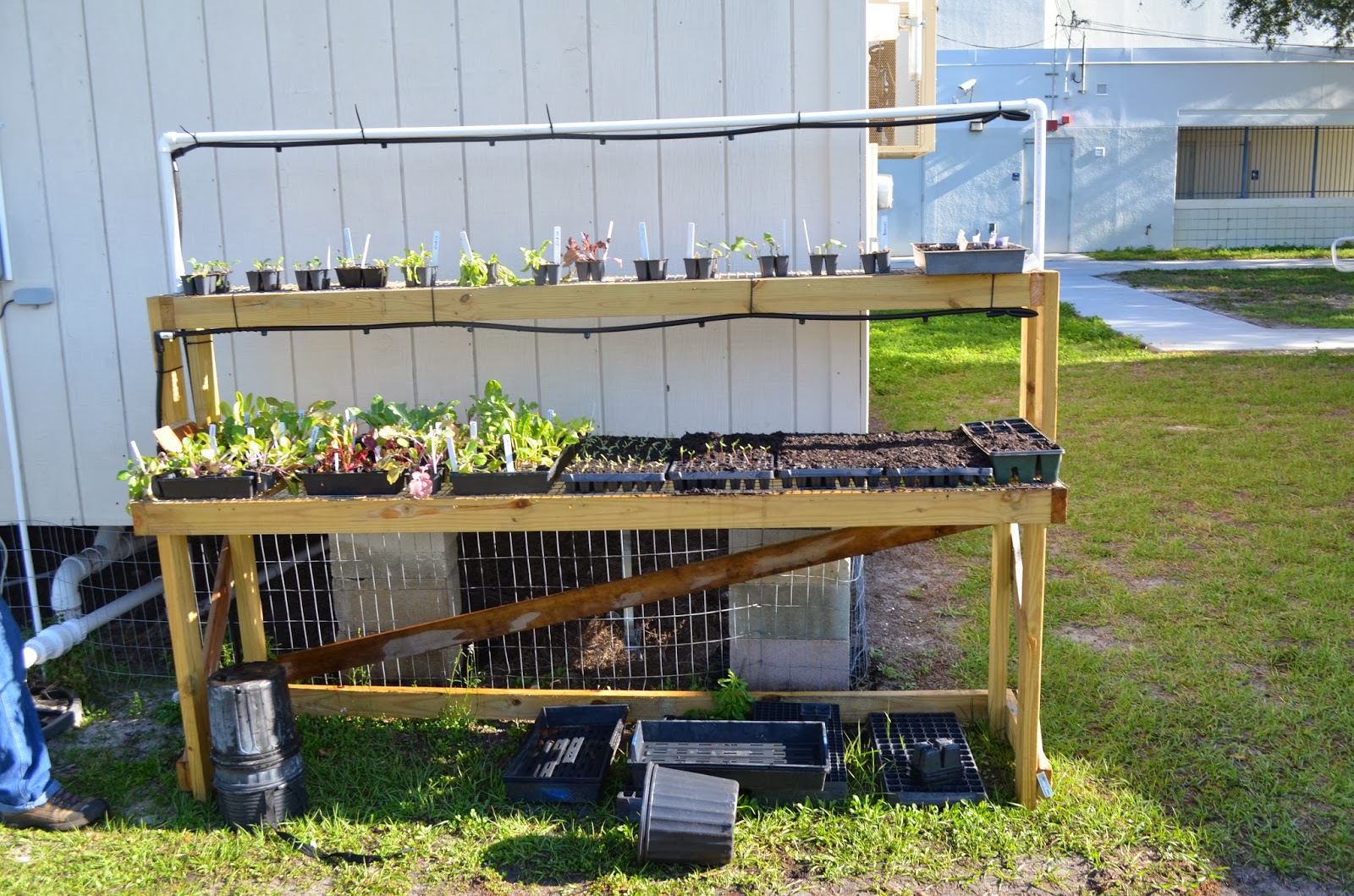 The Lakewood Edible Peace Patch Garden: Seed Table and Sprouts