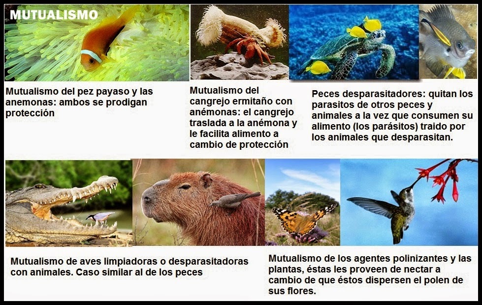 Relaciones Bióticas ~ Con-CIENCIA