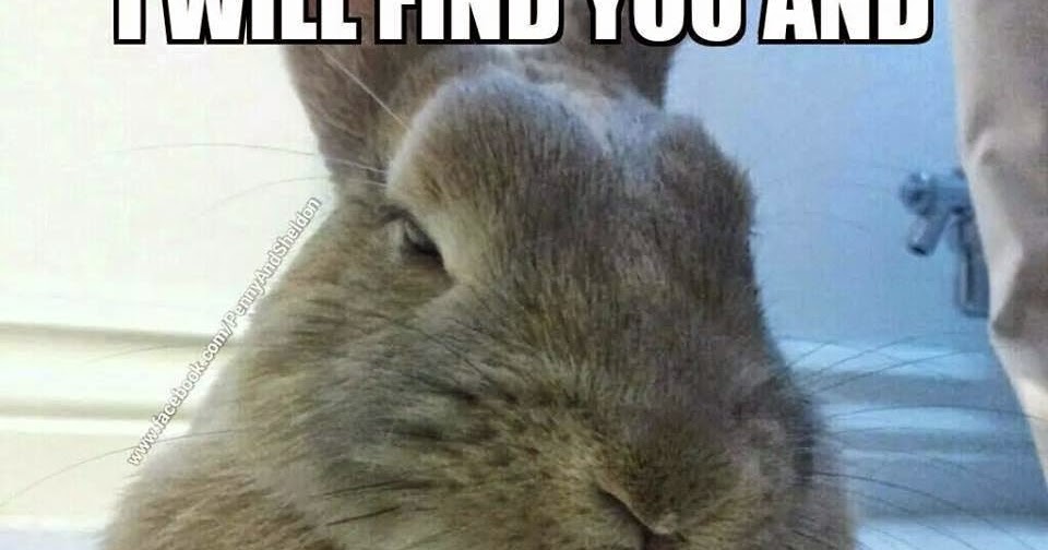Rabbit Ramblings: Funny Bunny Monday Meme*day