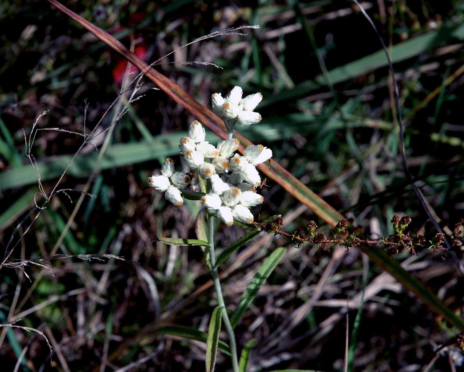 Field Biology in Southeastern Ohio: Blogging Buddies