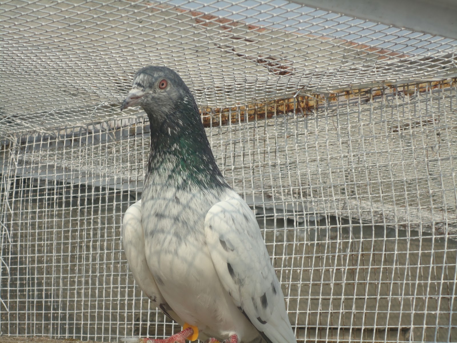 Tiger high flying Pigeons ~ Pigeons Photos | Pigeons Care | Pigeons For Sale | Kabootar Baaz ...