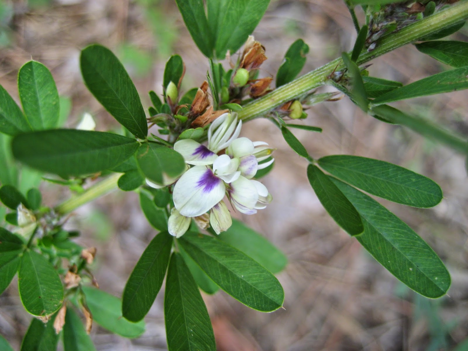 Discovering His Creation: Sericea Lespedeza, Chinese Lespedeza ...