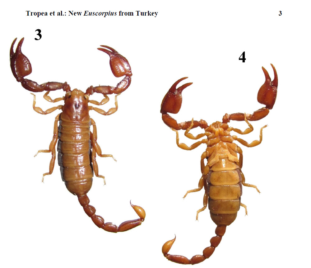 The Scorpion Files Newsblog: Yet another new species of Euscorpius from ...