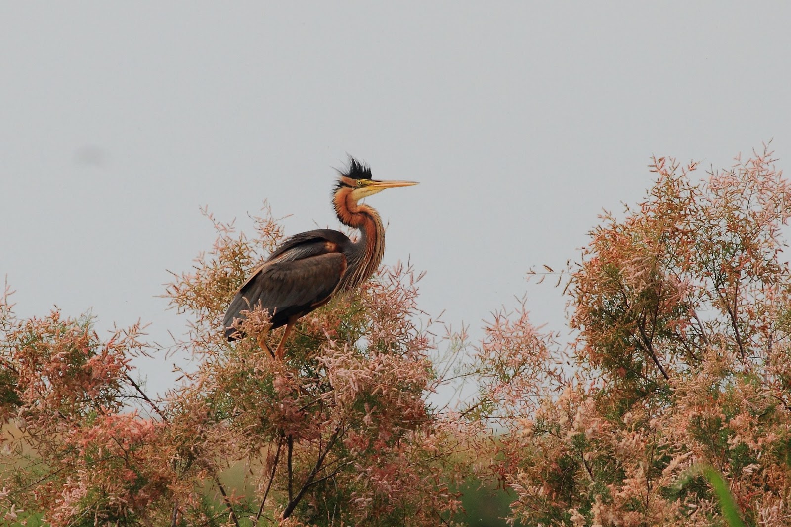 Fotografía y Naturaleza en Doñana: Garza imperial (Ardea purpurea)
