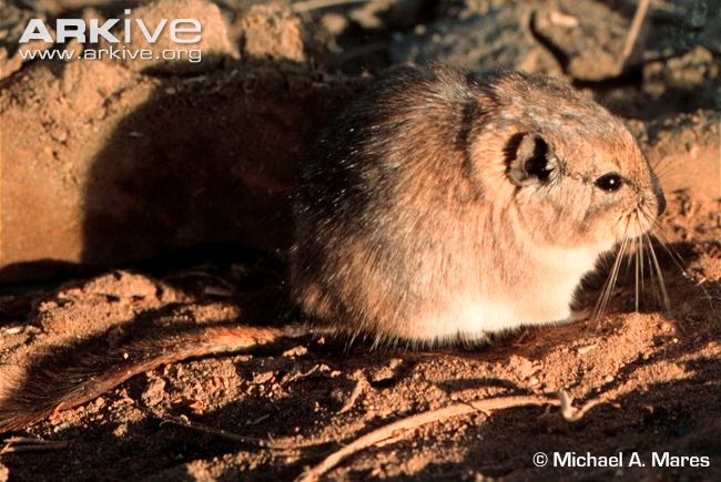 Argentina nativa: Rata vizcacha colorada (Tympanoctomys barrerae)