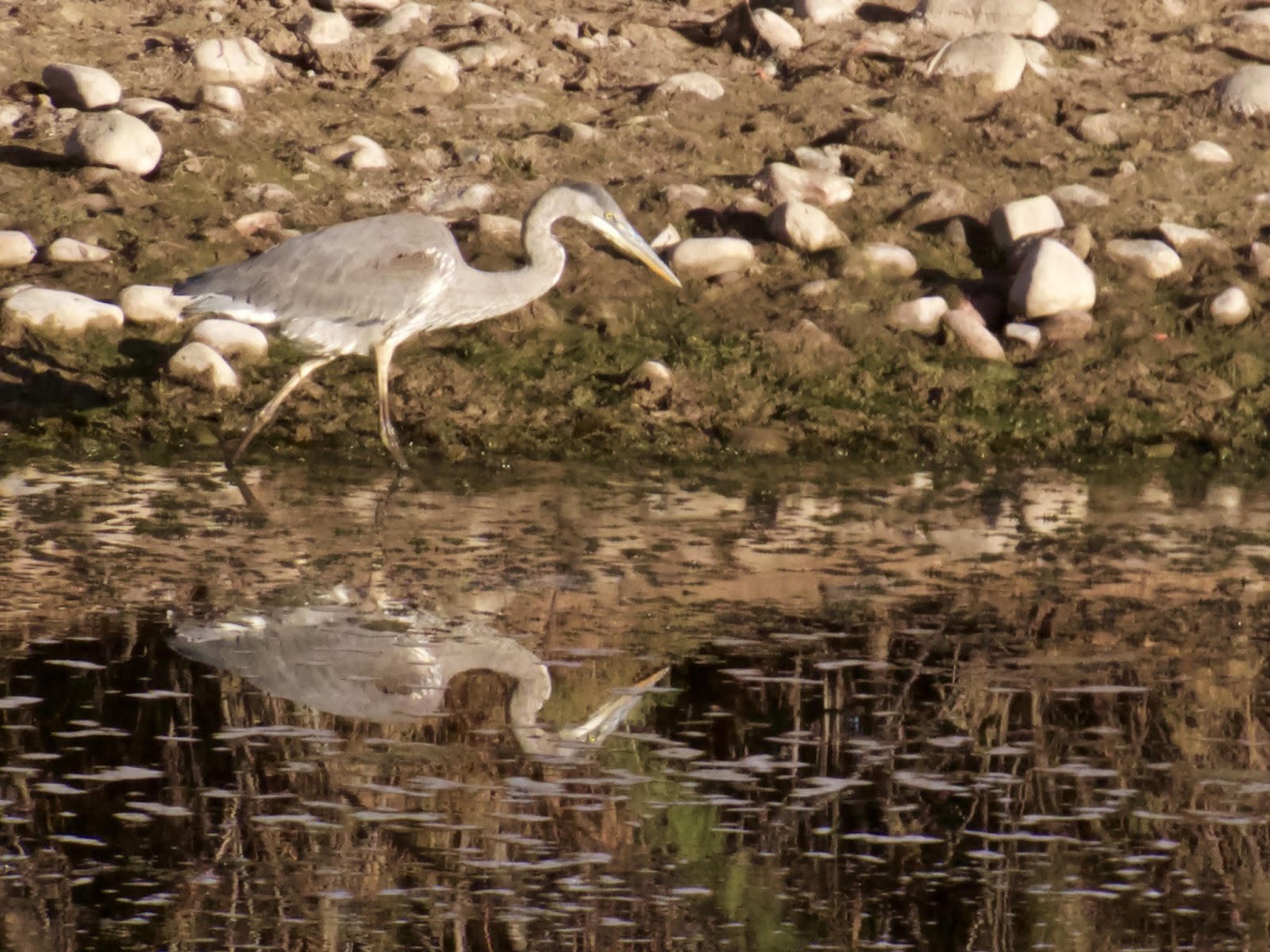 Babs' Birding Experiences : Coon Bluff Rec Area along Lower Salt River ...