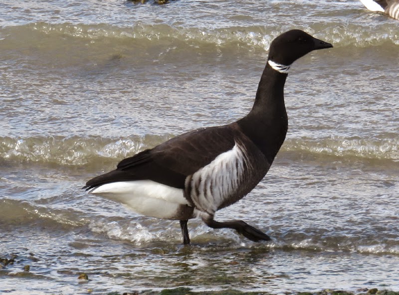 MERSEA WILDLIFE: BUMPING INTO BRANTS