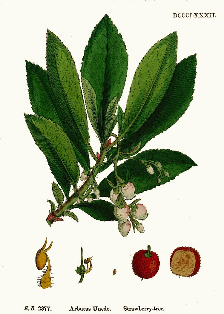 HOW TO GROW THE STRAWBERRY TREE FROM SEED |The Garden of Eaden