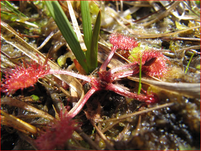 Islay Natural History Trust: Sundews