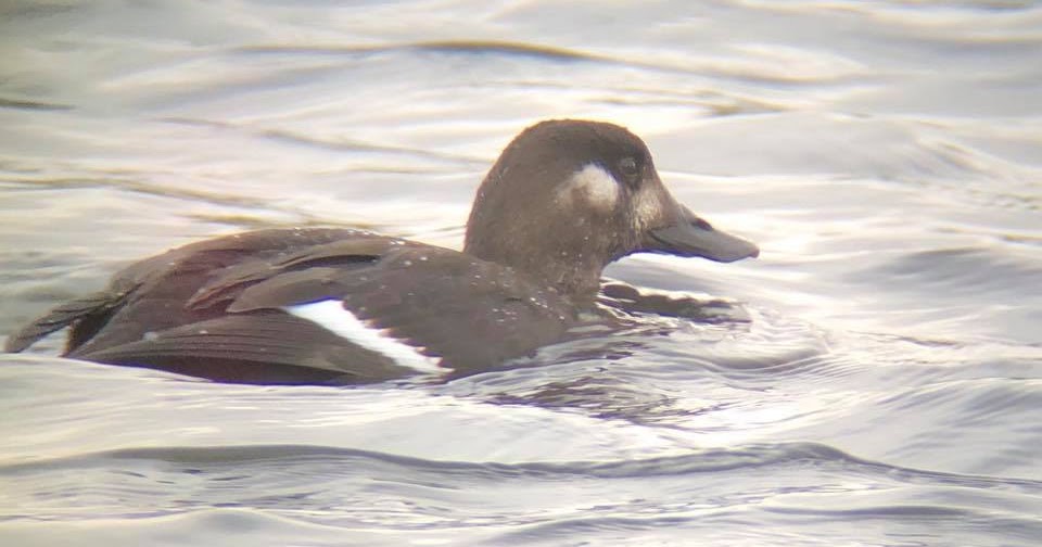 Austin's Birding Blog: 25/11/2018 High Rid Reservoir, Bolton