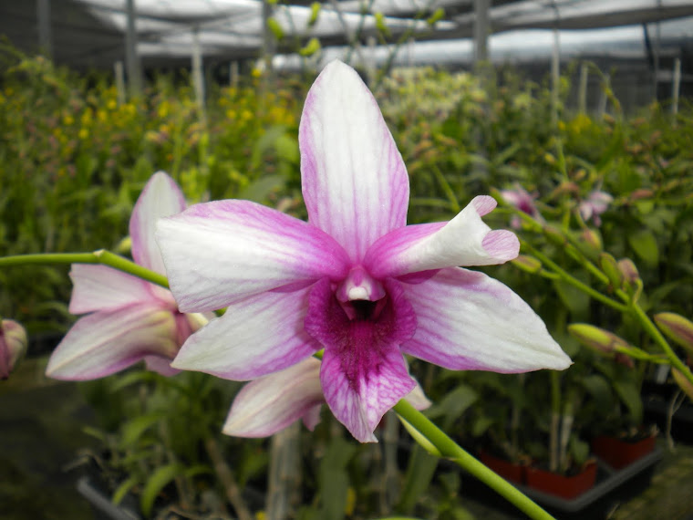 HAWAIIAN TROPICALS DIRECT - DANIEL JENSEN: 2012 Orchid Availability List