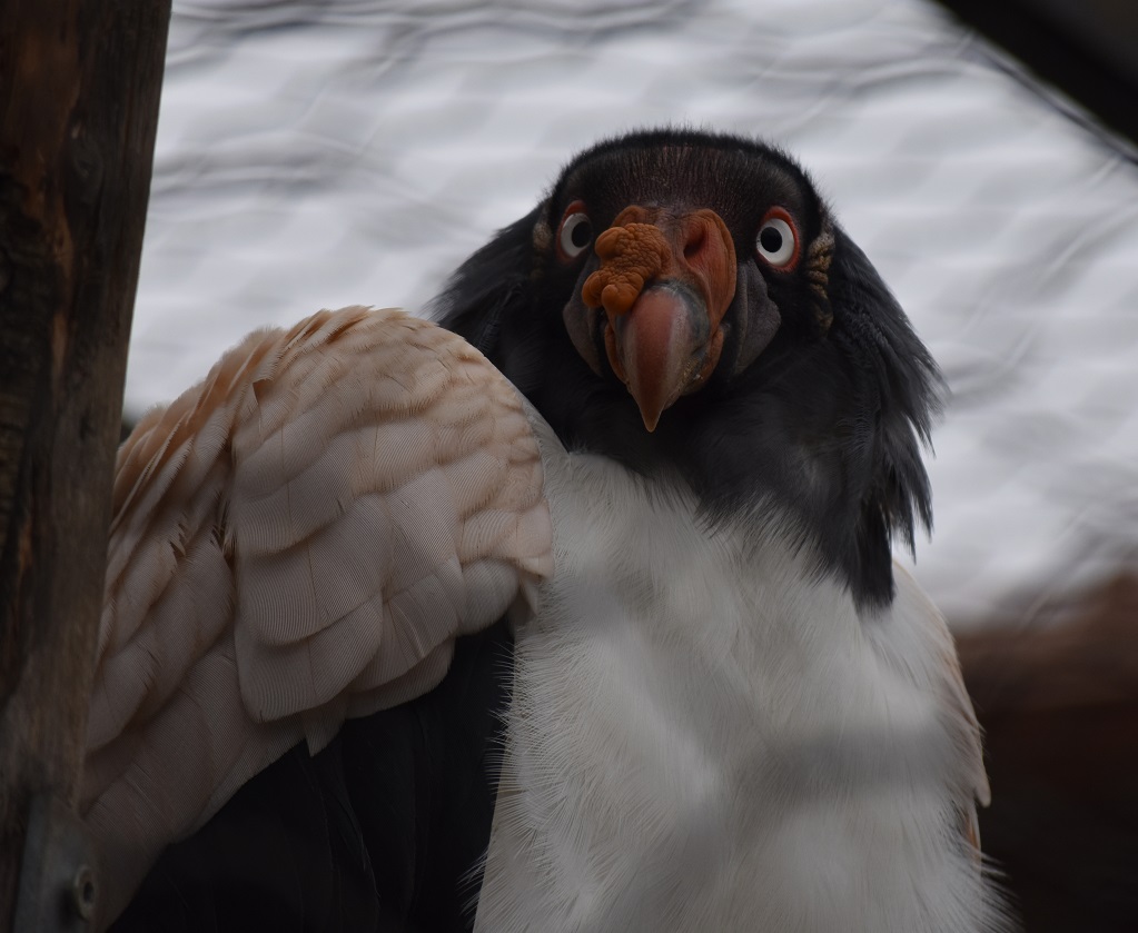 ZOOTOGRAFIANDO (6.100 ANIMALS): ZOPILOTE REY / KING VULTURE ...