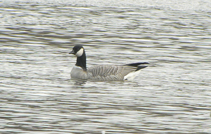 Pioneer Birding: MA - Cackling Goose - 12/05