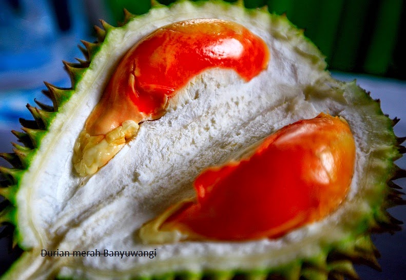 Durian Merah Sang Primadona - Blog Anak Nelayan