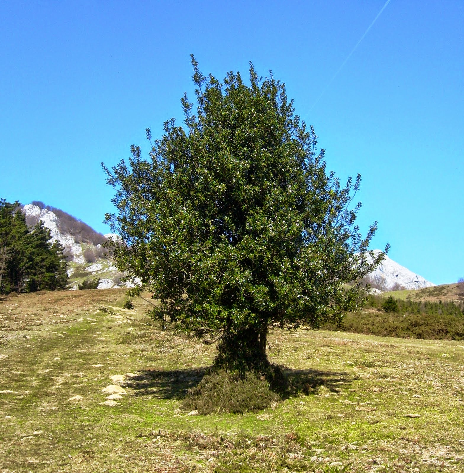 EL ÁRBOL ACEBO LUZGITANA