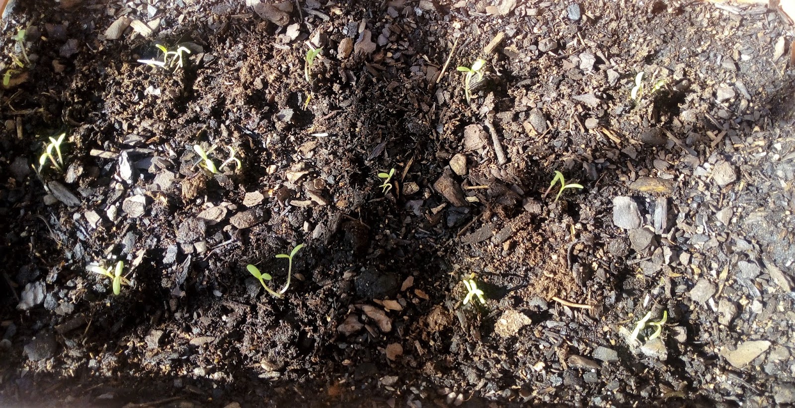 Biosfera vegetal.: Clavel chino (Tagete patula L.). Semillero.