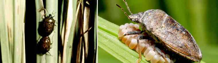welcome to agriculture, rice, fruit, vegetable, flower