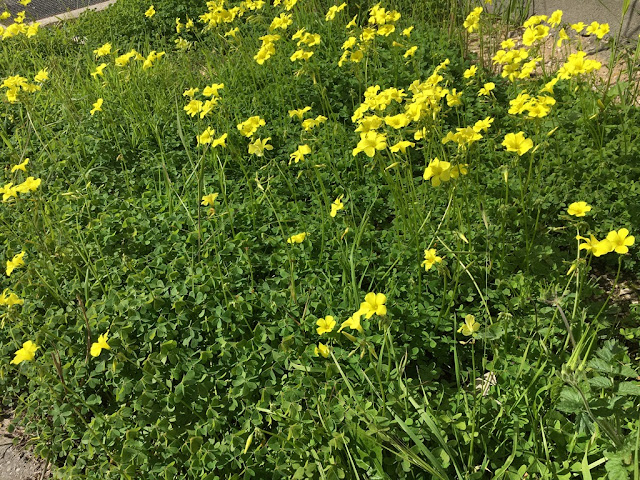 DIVAGAR SOBRE TUDO UM POUCO - Poemas, Flores, Pinturas, Férias: Flores ...