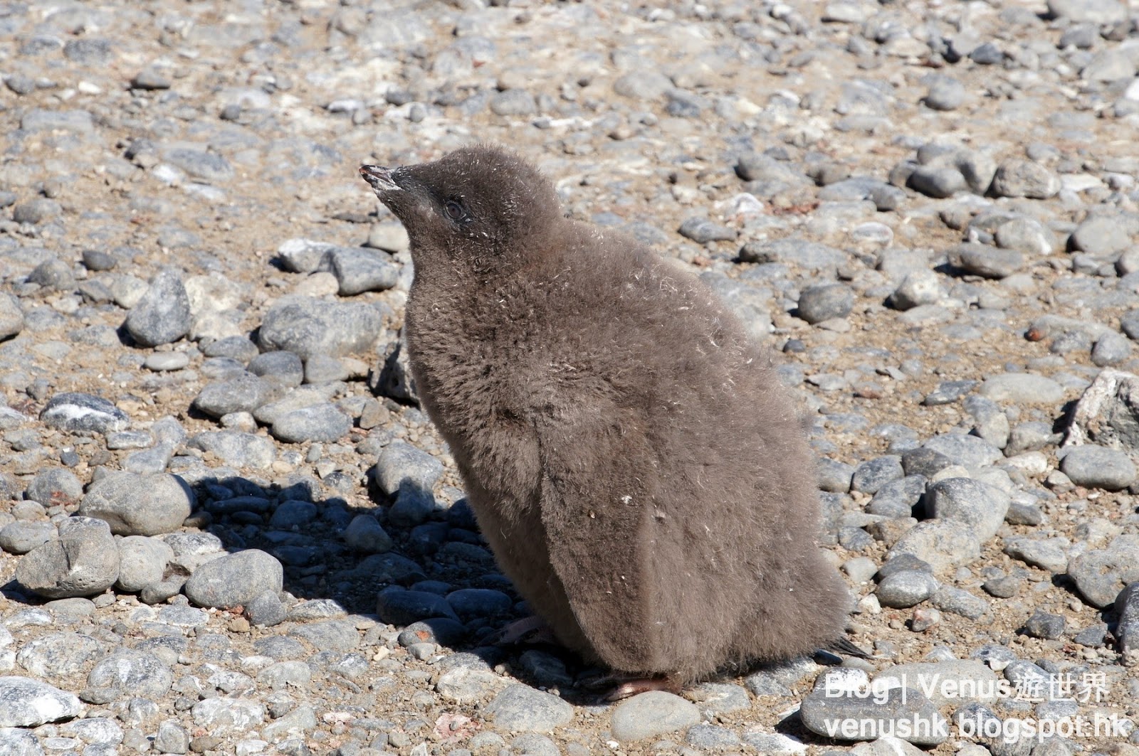 Venus遊世界: Day 11 南極第二站上篇──布朗海崖Brown Bluff