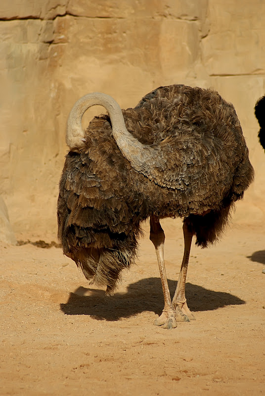 CELES: EN EL BIOPARK