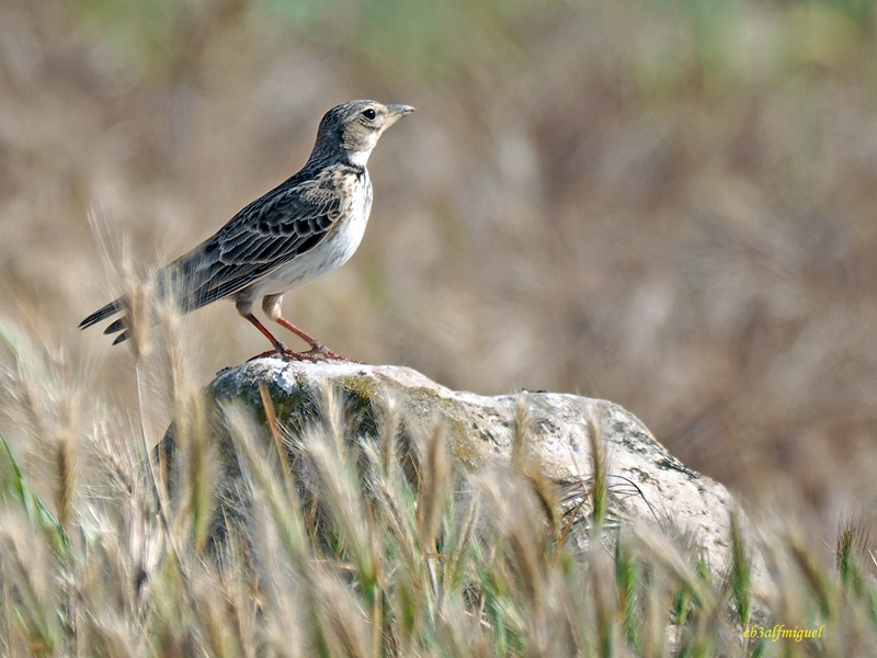 MIS AMIGAS LAS AVES: Calandria común (Melanocorypha calandra)