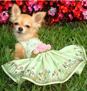 Designer De La Model: A moda canina