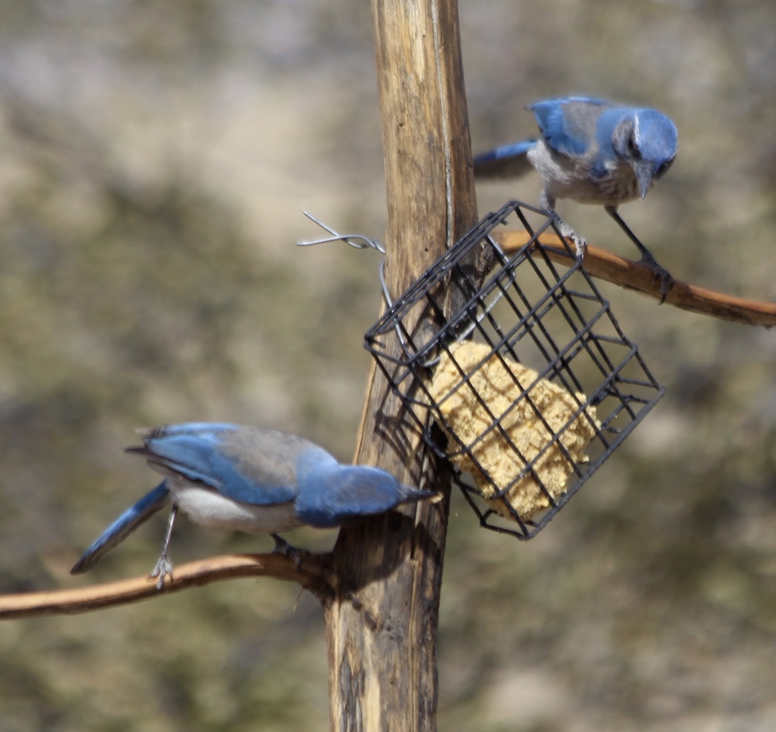 Some birds of West Texas