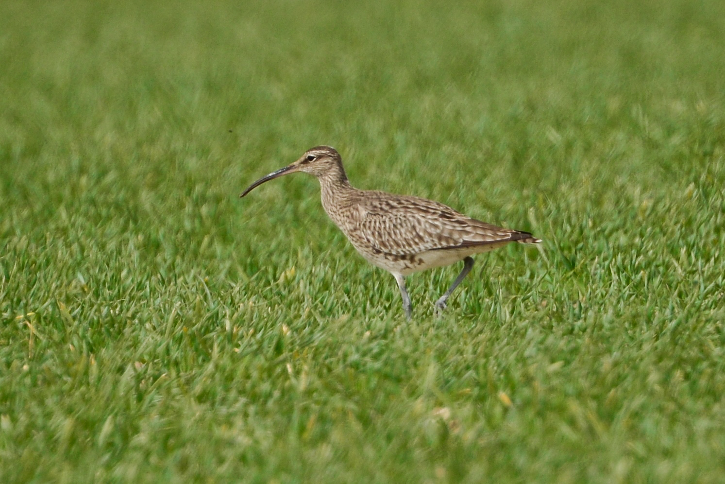 Happisburgh Parish Bird List