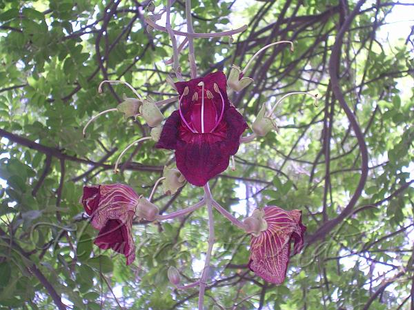 Well, It's Africa...: The Sausage Tree