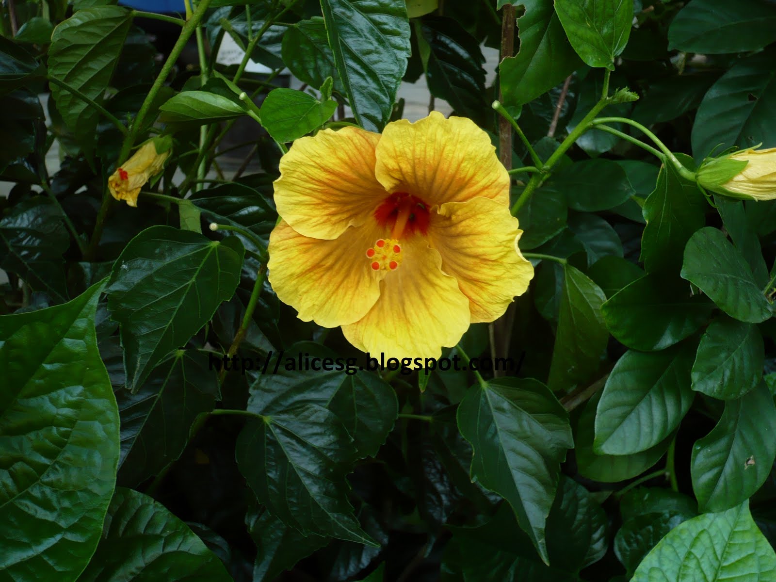 Alicesg-Singaporemyhome: Pink Saturday - Sentosa Flower Show - Flowers