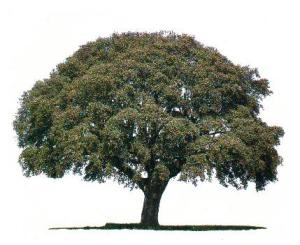 Principios Divinos: “UNA ENCINA DULCE O AMARGA”