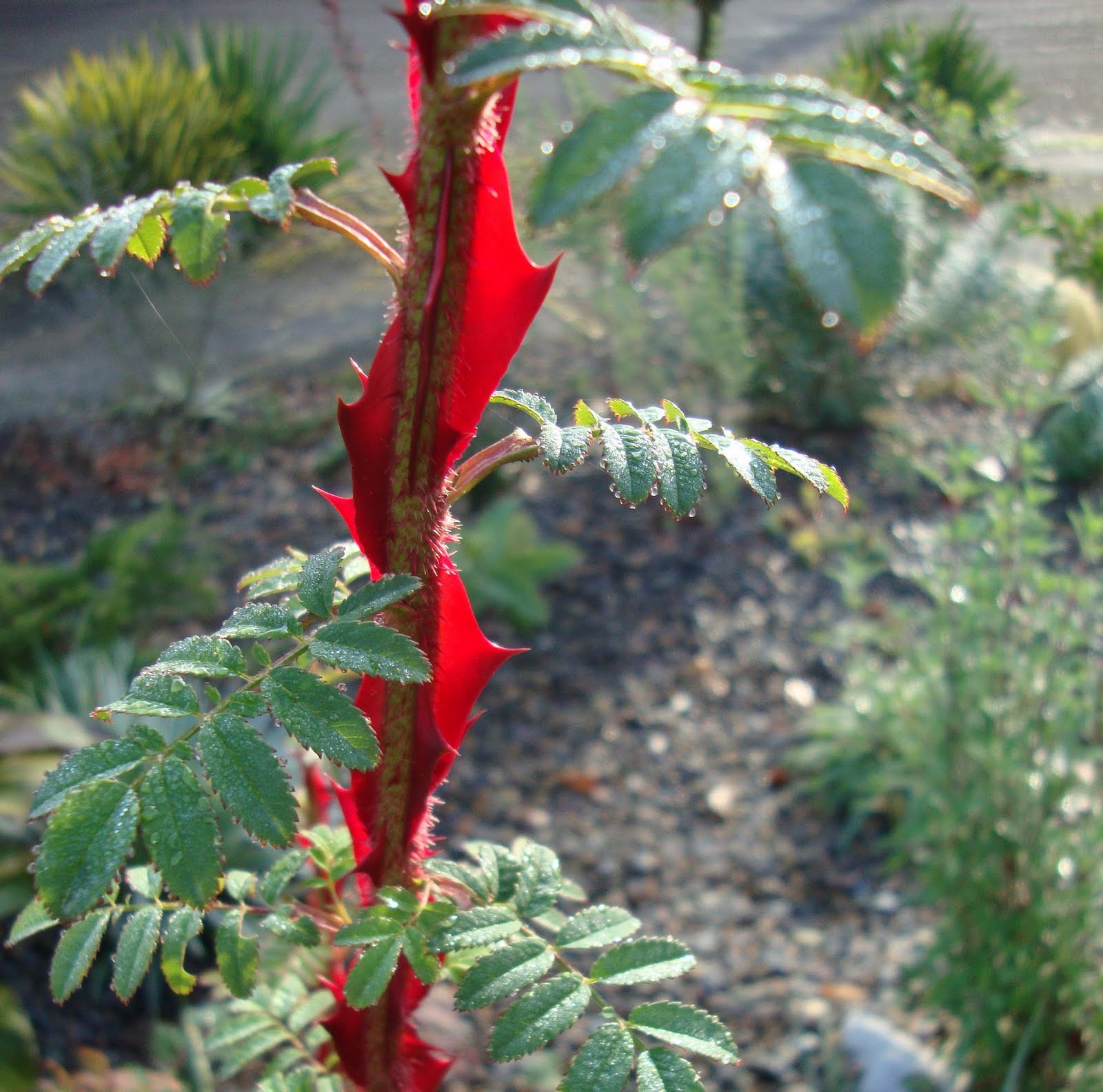 danger garden: Why aren’t you growing this plant?