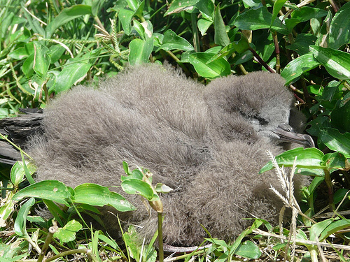Last Thursday, the NZ Herald reported