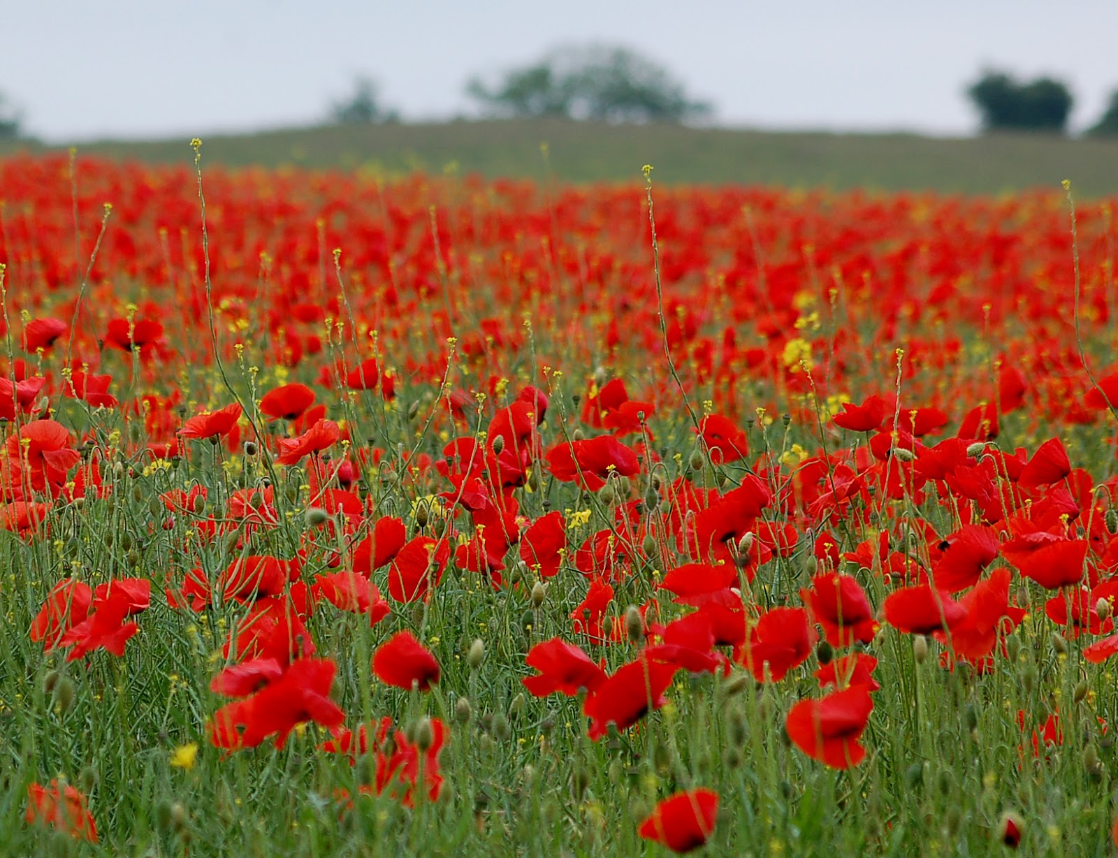 Brian's birding blog: Poppy fields